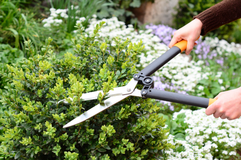 Should You Trim Your Trees in Spring or Fall? We Can Help!