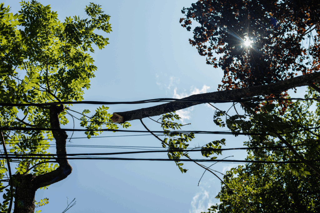 What to Do with Trees Growing Near Power Lines (Hint: Don’t DIY ...